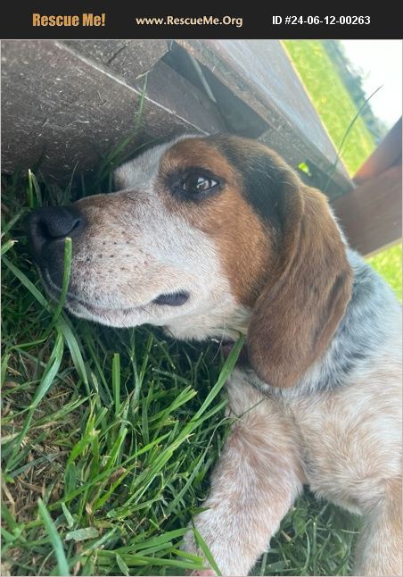 ADOPT 24061200263 ~ Beagle Rescue ~ Marshall, VA