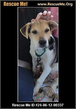 - North Carolina Dog Rescue - ADOPTIONS - Rescue Me!