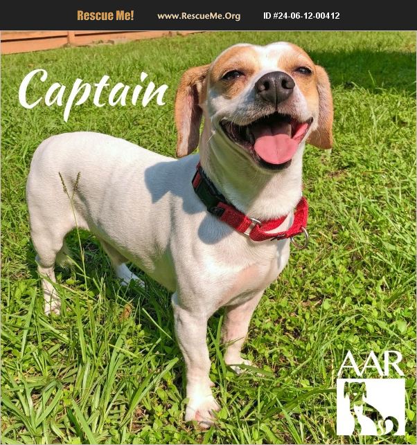 ADOPT 24061200412 ~ Jack Russell Rescue ~ Magnolia, TX