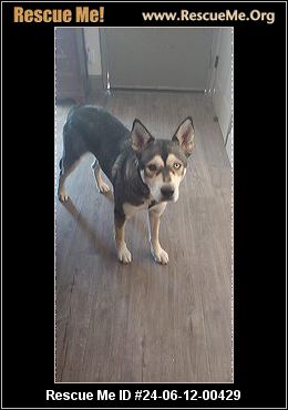 - Nevada Dog Rescue - ADOPTIONS - Rescue Me!