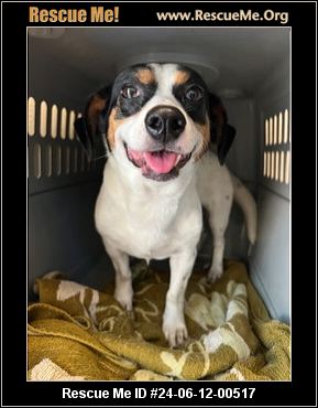 - Florida Jack Russell Rescue - ADOPTIONS - Rescue Me!