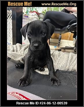 - Georgia Dog Rescue - ADOPTIONS - Rescue Me!