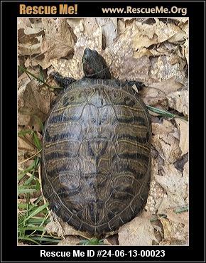 - Washington Reptile/Amphibian Rescue - ADOPTIONS - Rescue Me!