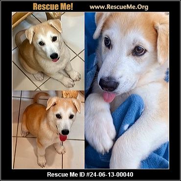 - Oregon Dog Rescue - ADOPTIONS - Rescue Me!