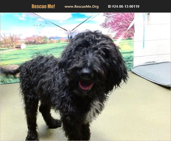 ADOPT 24061300119 ~ Poodle Rescue ~ Moreno Valley, CA