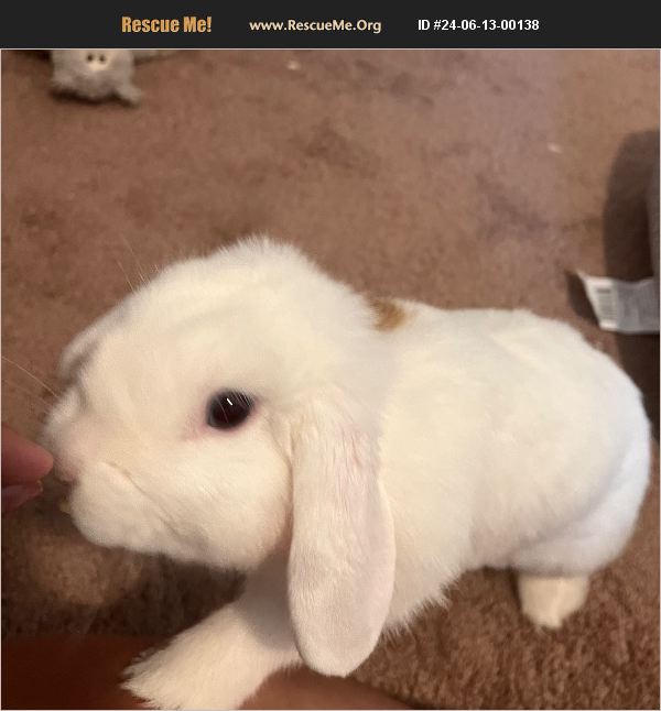 ADOPT 24061300138 ~ Rabbit Rescue ~ Spotsylvania, VA