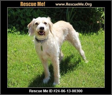 - Indiana Golden Retriever Rescue - ADOPTIONS - Rescue Me!