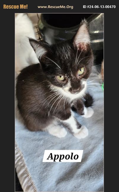 ADOPT 24061300470 ~ Domestic Cat Rescue ~ Tampa, FL