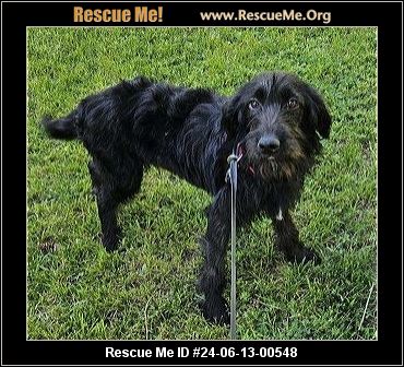 - Montana Poodle Rescue - ADOPTIONS - Rescue Me!