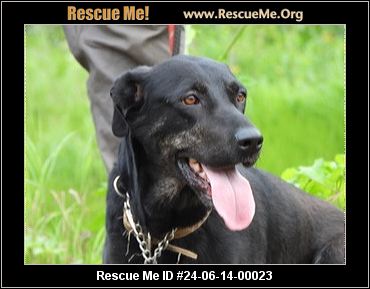 - Alaska Dog Rescue - ADOPTIONS - Rescue Me!