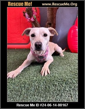 - California Corgi Rescue - ADOPTIONS - Rescue Me!