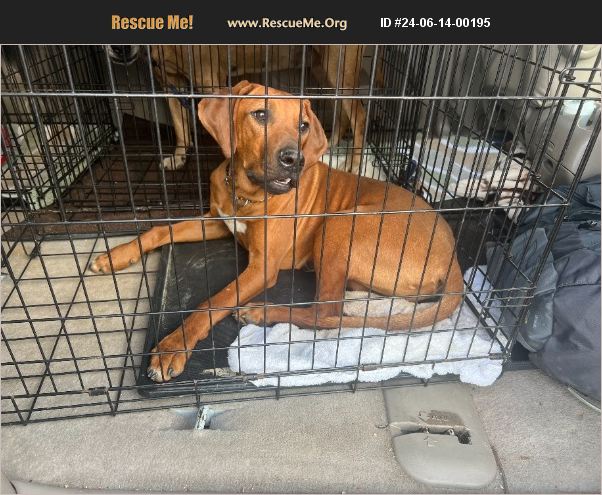 ADOPT 24061400195 ~ Rhodesian Ridgeback Rescue ~ Oroville, CA