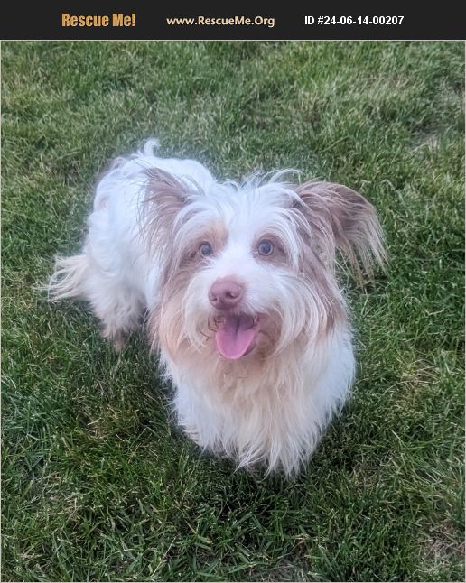 ADOPT 24061400207 ~ Havanese Rescue ~ Fort Walton Beach, FL