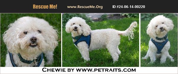 ADOPT 24061400220 ~ Bichon Frise Rescue ~ Chicago, IL