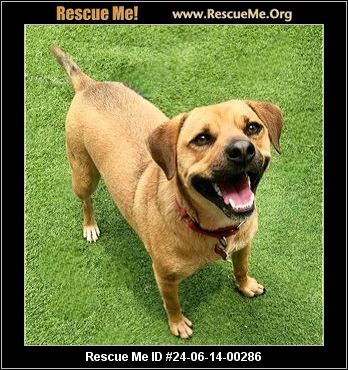 - Georgia Beagle Rescue - ADOPTIONS - Rescue Me!