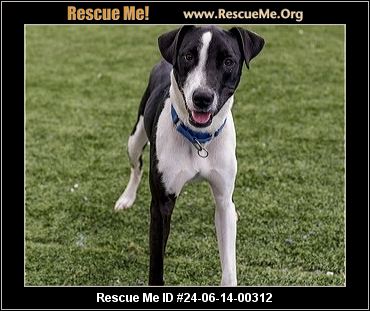 - Georgia Border Collie Rescue - ADOPTIONS - Rescue Me!