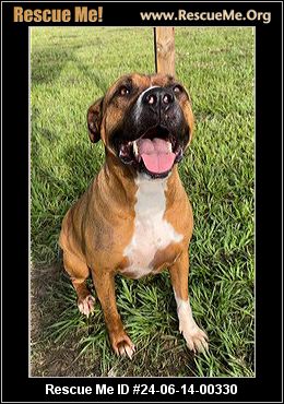 - Texas Boxer Rescue - ADOPTIONS - Rescue Me!