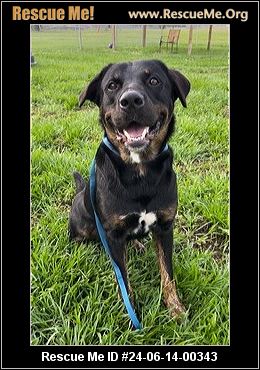 - Texas Rottweiler Rescue - ADOPTIONS - Rescue Me!
