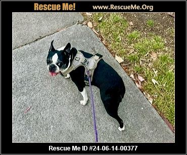- California Boston Terrier Rescue - ADOPTIONS - Rescue Me!