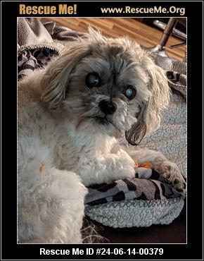 - North Carolina Maltese Rescue - ADOPTIONS - Rescue Me!