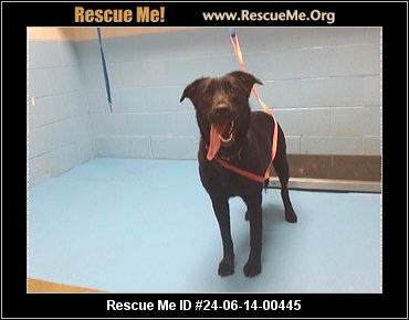 - California Lab Rescue - ADOPTIONS - Rescue Me!