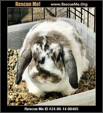 - Missouri Rabbit Rescue - ADOPTIONS - Rescue Me!