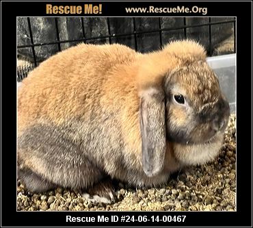 - Missouri Rabbit Rescue - ADOPTIONS - Rescue Me!