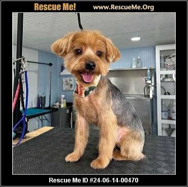 - Georgia Yorkie Rescue - ADOPTIONS - Rescue Me!