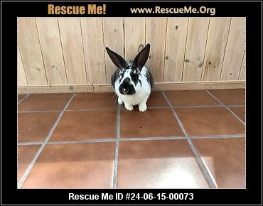 - Illinois Rabbit Rescue - ADOPTIONS - Rescue Me!