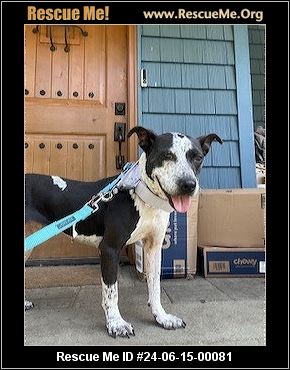 - New York Dog Rescue - ADOPTIONS - Rescue Me!