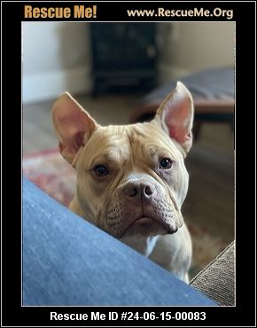 - Colorado Dog Rescue - ADOPTIONS - Rescue Me!