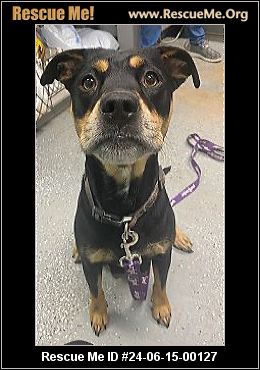 - Texas Rottweiler Rescue - ADOPTIONS - Rescue Me!