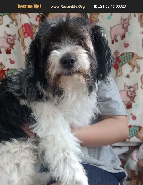 ADOPT 24061500323 ~ Chinese Crested Rescue ~ Globe, AZ