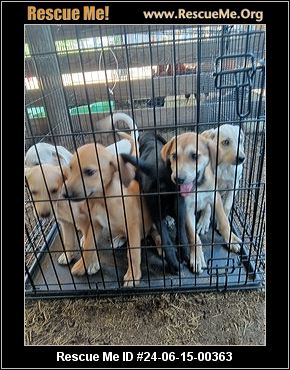 - Texas Rottweiler Rescue - ADOPTIONS - Rescue Me!