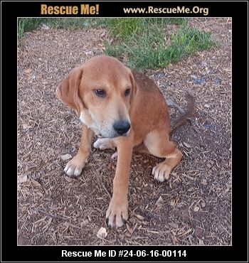 - Washington Dog Rescue - ADOPTIONS - Rescue Me!