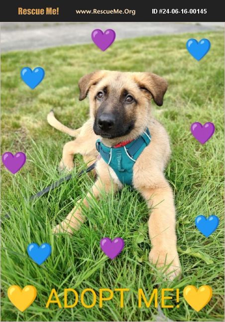 ADOPT 24061600145 ~ Anatolian Shepherd Rescue ~ Bellingham, WA