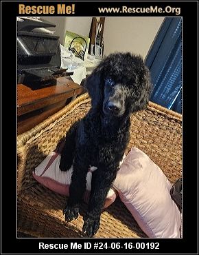 - Texas Poodle Rescue - ADOPTIONS - Rescue Me!
