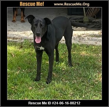 - Texas Border Collie Rescue - ADOPTIONS - Rescue Me!