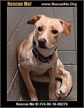 - Arizona Lab Rescue - ADOPTIONS - Rescue Me!