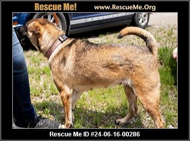 - Tennessee Dog Rescue - ADOPTIONS - Rescue Me!