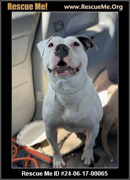 - North Carolina Pit Bull Rescue - ADOPTIONS - Rescue Me!