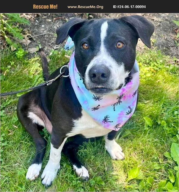 ADOPT 24061700094 ~ Lab Rescue ~ Harrisburg, PA