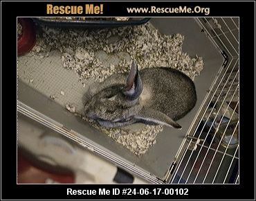 - Indiana Rabbit Rescue - ADOPTIONS - Rescue Me!
