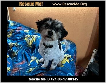 - California Cockapoo Rescue - ADOPTIONS - Rescue Me!
