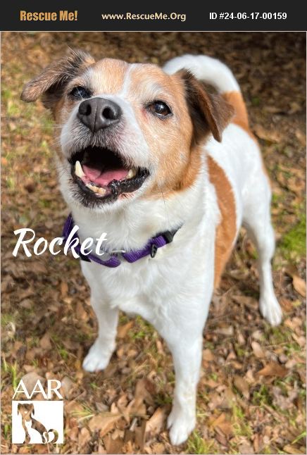 ADOPT 24061700159 ~ Jack Russell Rescue ~ Magnolia, TX