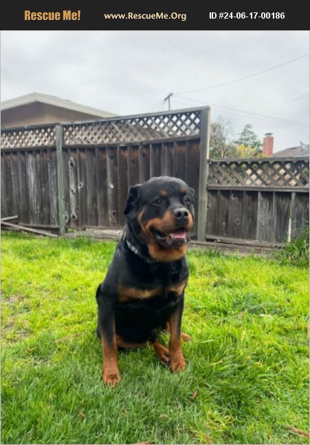 ADOPT 24061700186 ~ Rottweiler Rescue ~ San Jose, CA