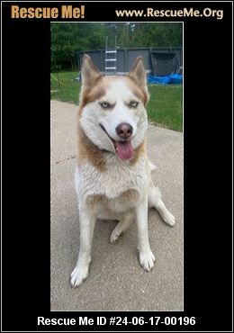 - Michigan Siberian Husky Rescue - ADOPTIONS - Rescue Me!