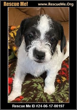 - California Maltese Rescue - ADOPTIONS - Rescue Me!