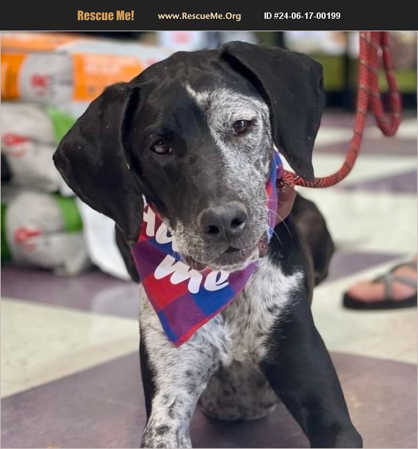 ADOPT 24061700199 ~ German Shorthaired Pointer Rescue ~ Mead, CO