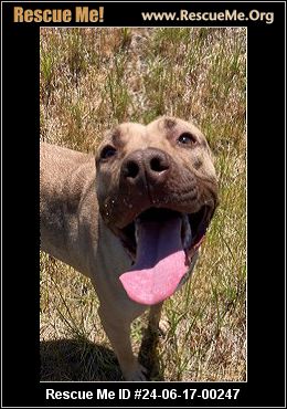 - Washington Dog Rescue - ADOPTIONS - Rescue Me!